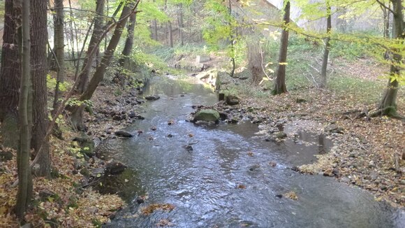 Gewässerrandstreifen mit natürlicher Vegetation - Wasser - sachsen.de
